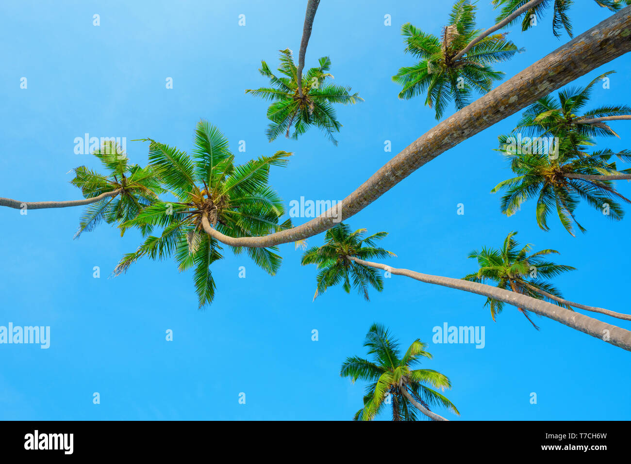 Curly green tropical coconut palm trees over clear blue sky background ...