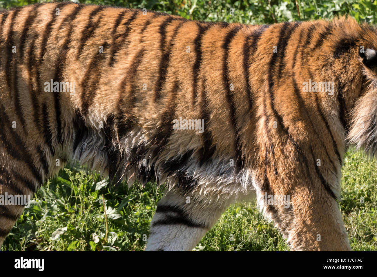 tiger resting in a zoo in italy Stock Photo - Alamy