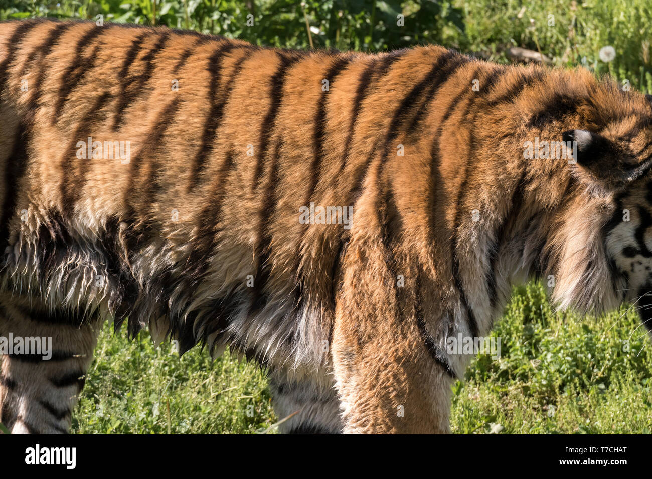 tiger resting in a zoo in italy Stock Photo - Alamy