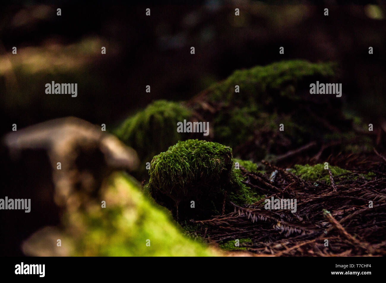 Timber with wet rot hi-res stock photography and images - Alamy