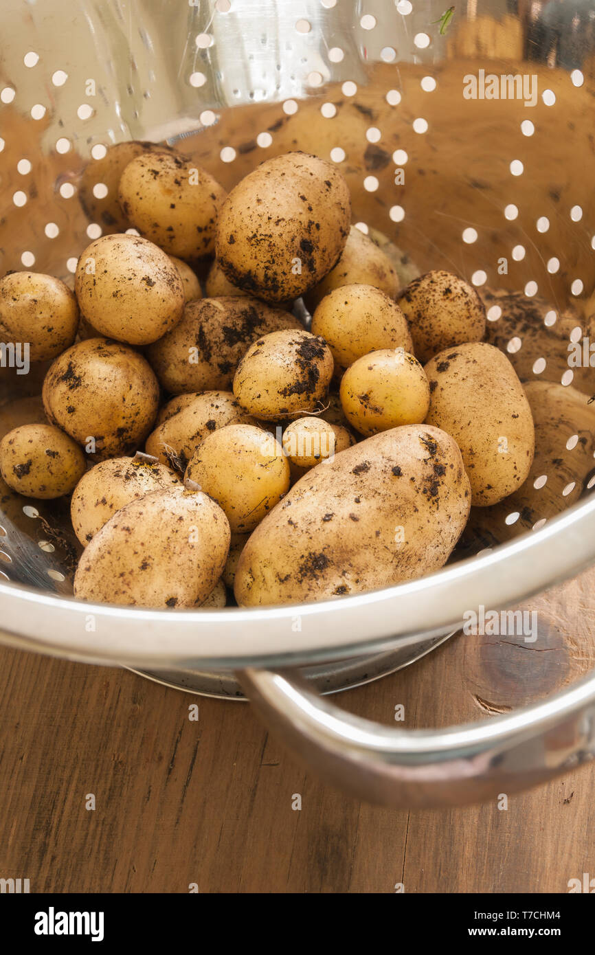 British kitchen garden hi-res stock photography and images - Alamy