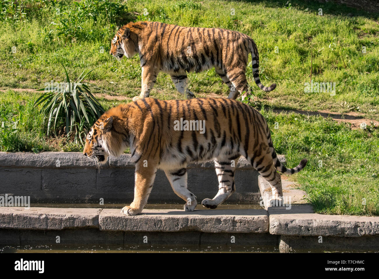 tiger resting in a zoo in italy Stock Photo - Alamy