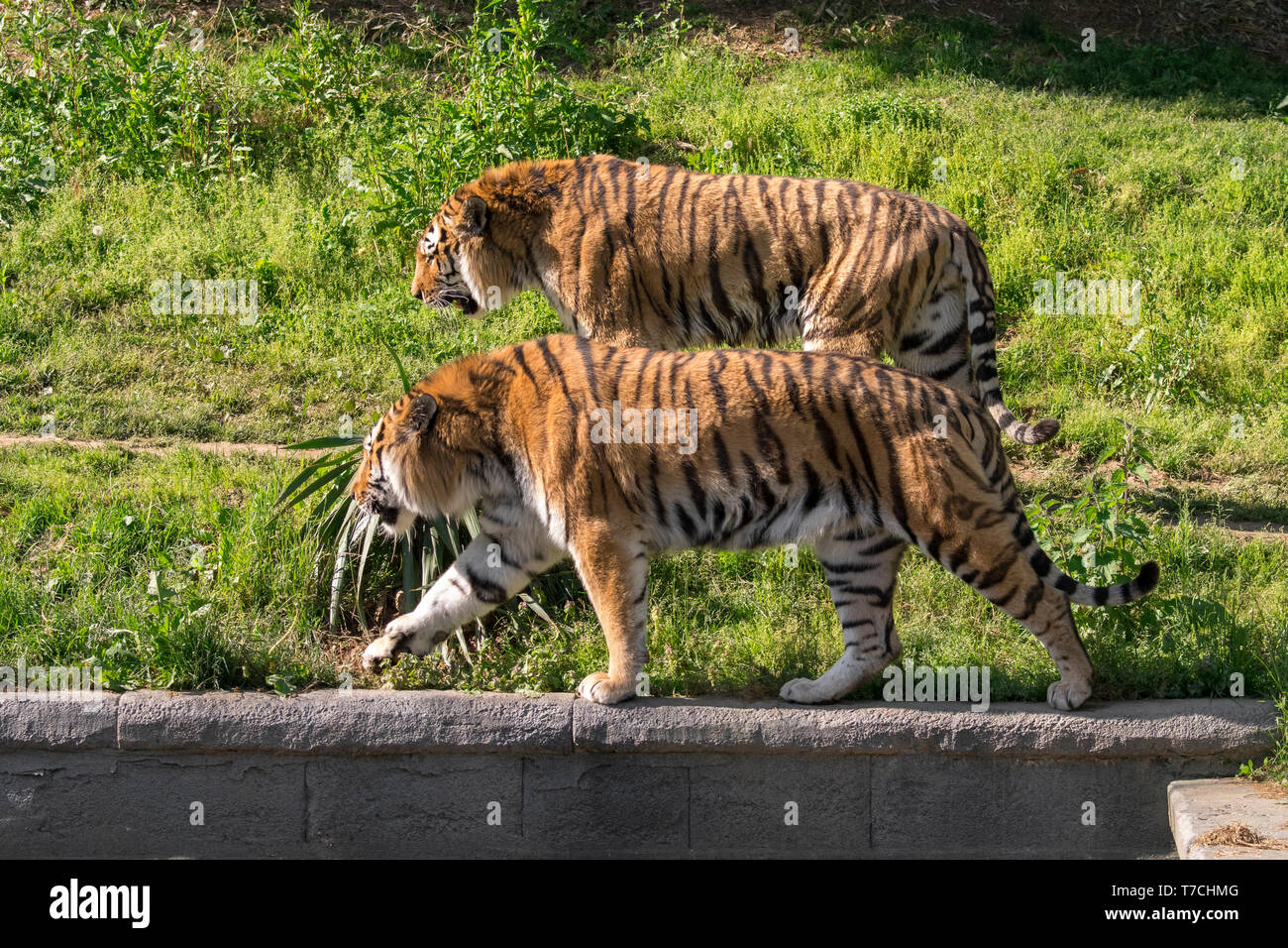 tiger resting in a zoo in italy Stock Photo - Alamy