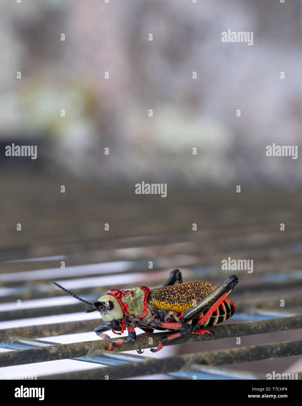 African foam grasshopper hi-res stock photography and images - Alamy