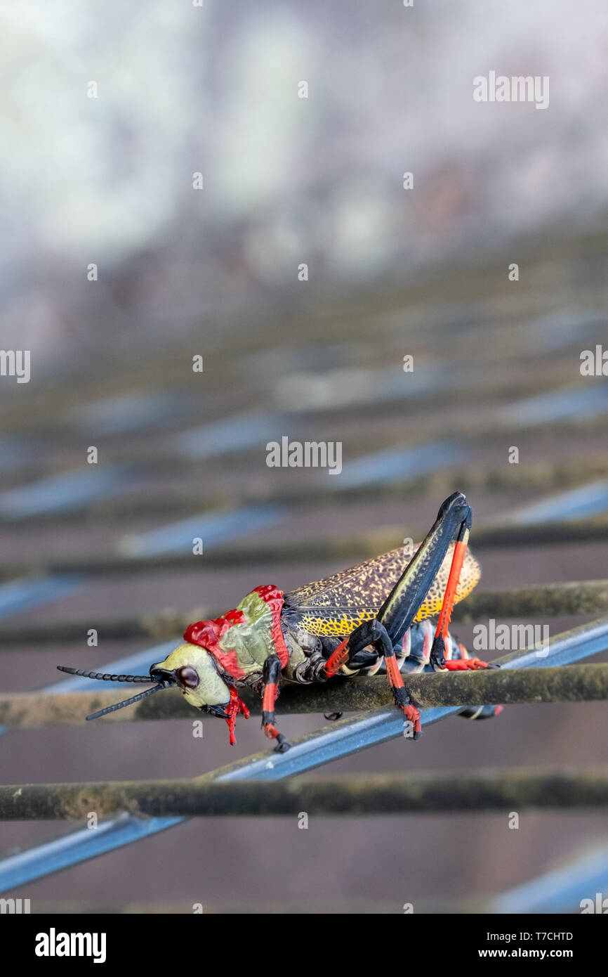 Koppie foam / gaudy grasshopper. Colourful grasshopper / locust ...