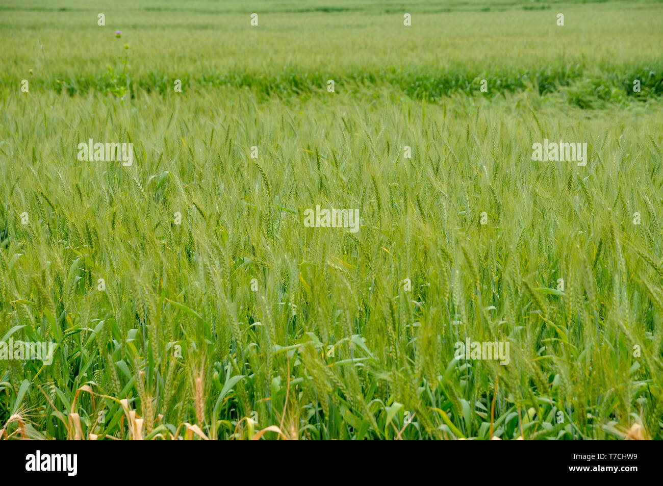 Israel Agriculture Stock Photos & Israel Agriculture Stock Images - Alamy