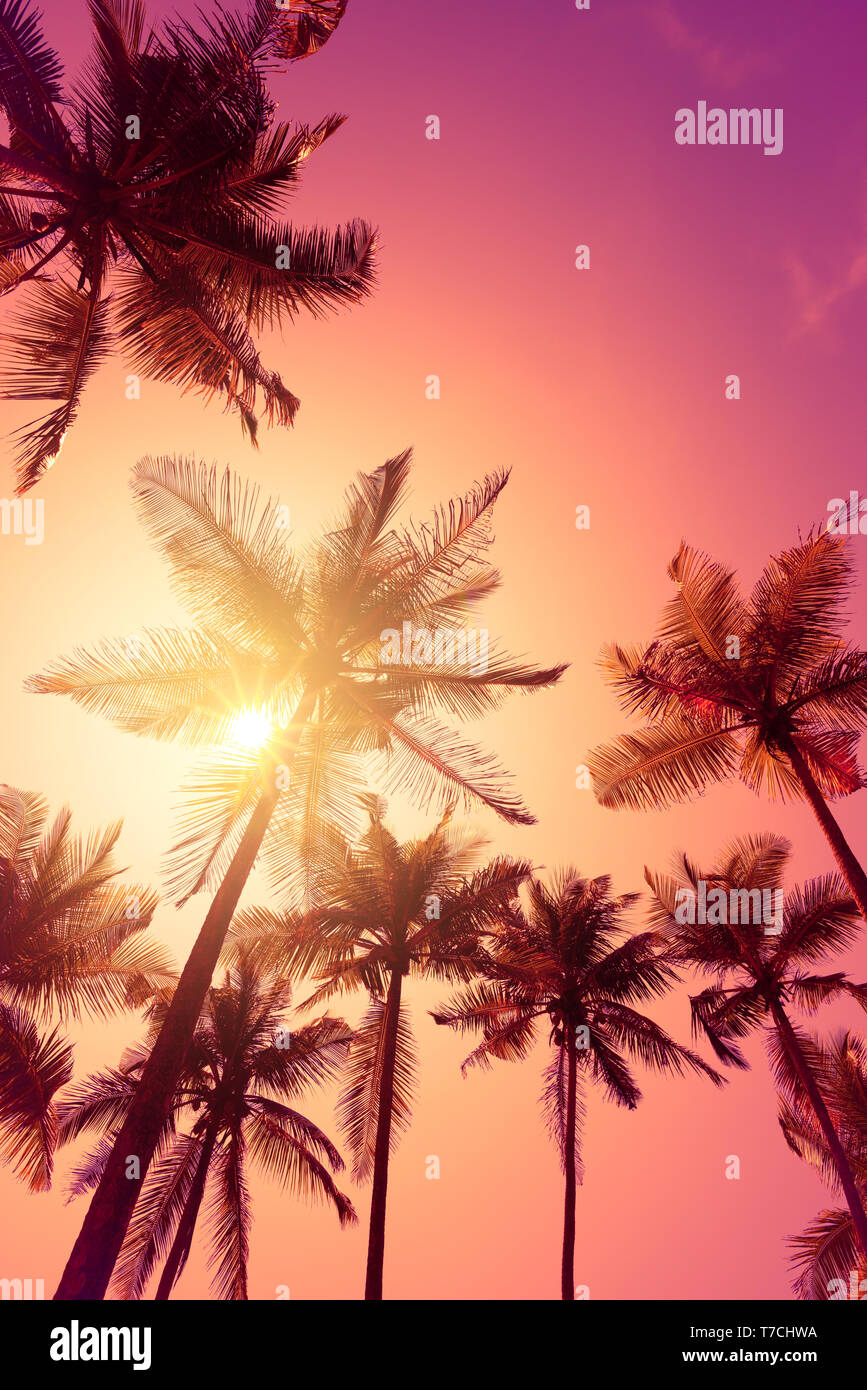 Palm tree tropical sunset hi-res stock photography and images - Alamy