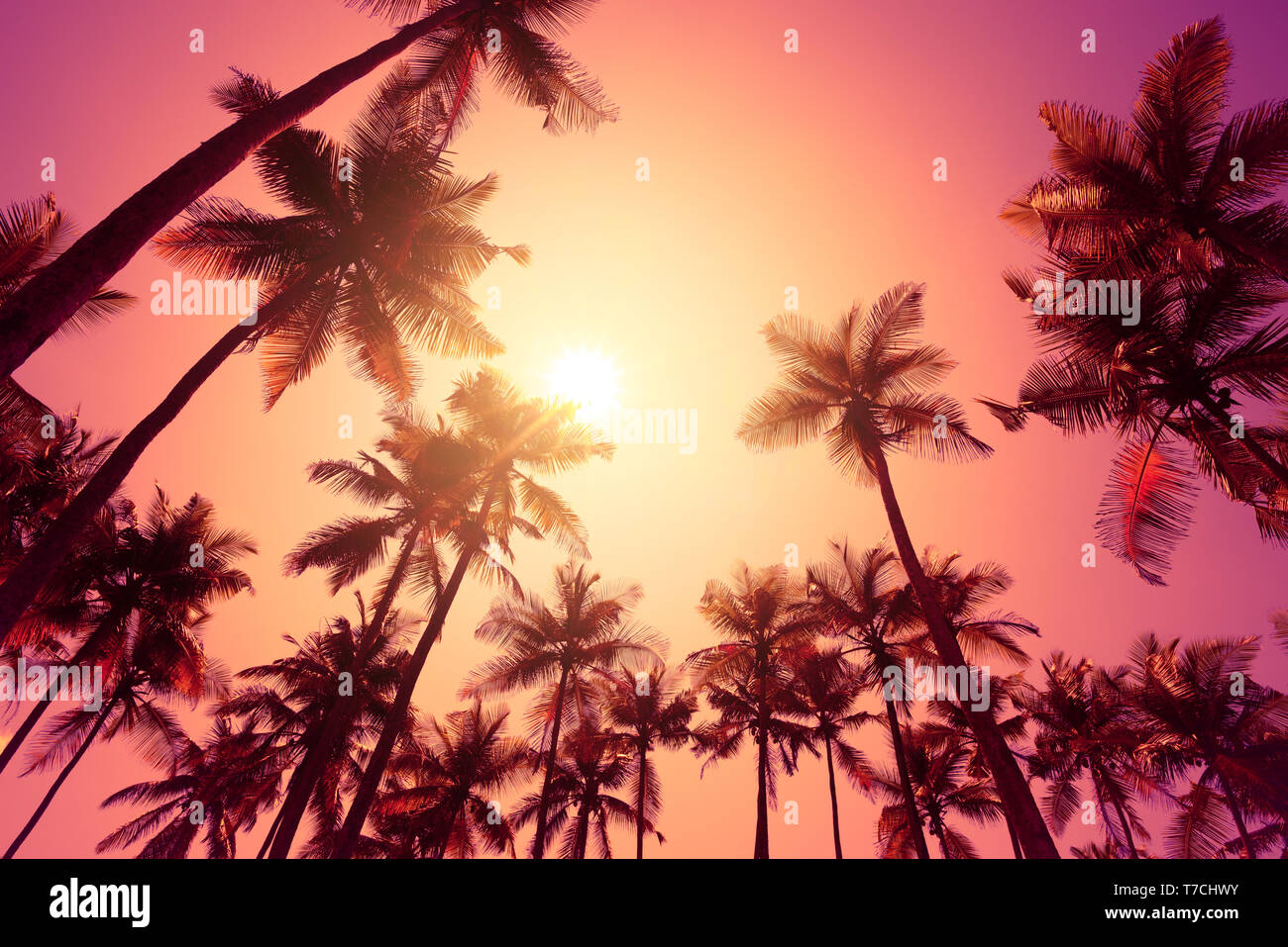 Tropical sunset on a beach with palm trees Stock Photo - Alamy