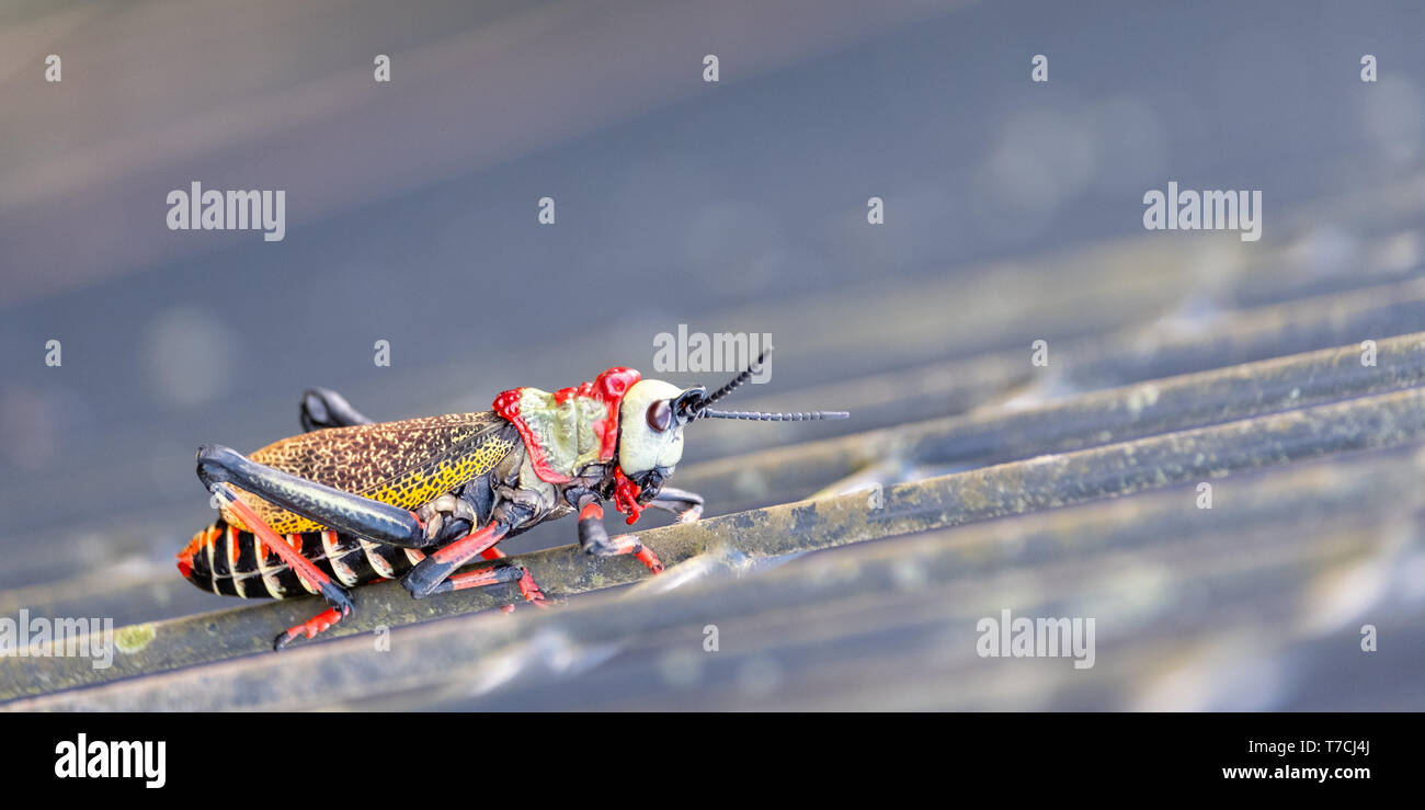 Koppie foam / gaudy grasshopper. Colourful grasshopper / locust ...