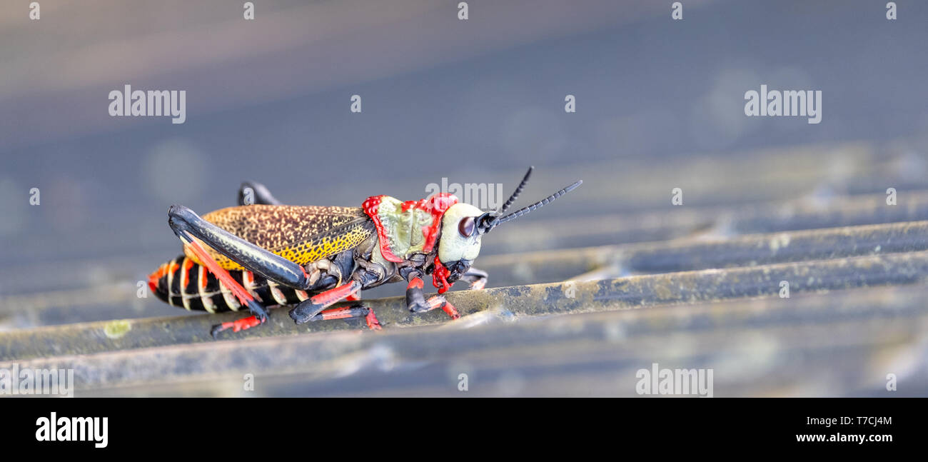 Koppie foam / gaudy grasshopper. Colourful grasshopper / locust ...