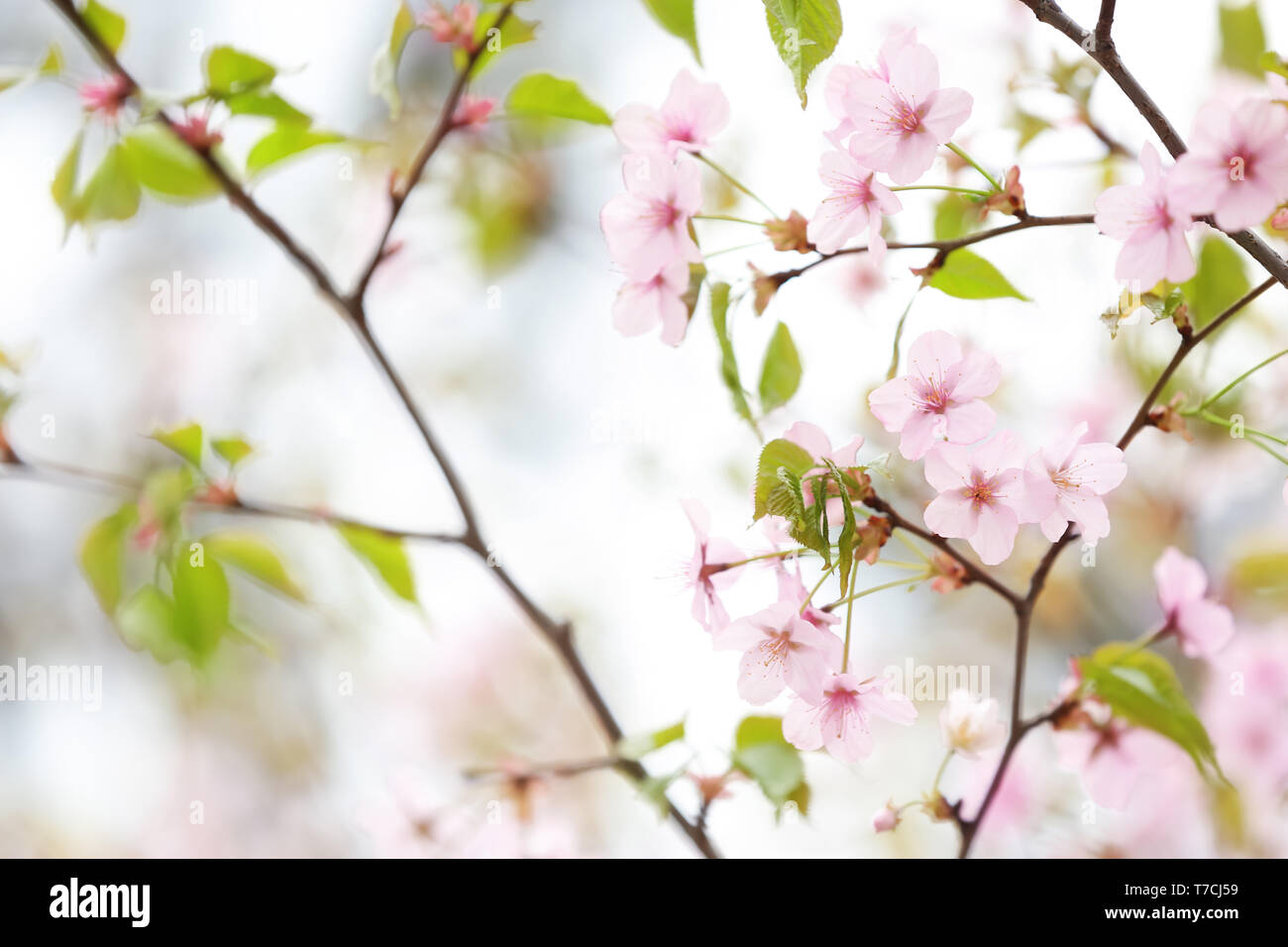 Beautiful blossoming tree branches outdoors Stock Photo - Alamy