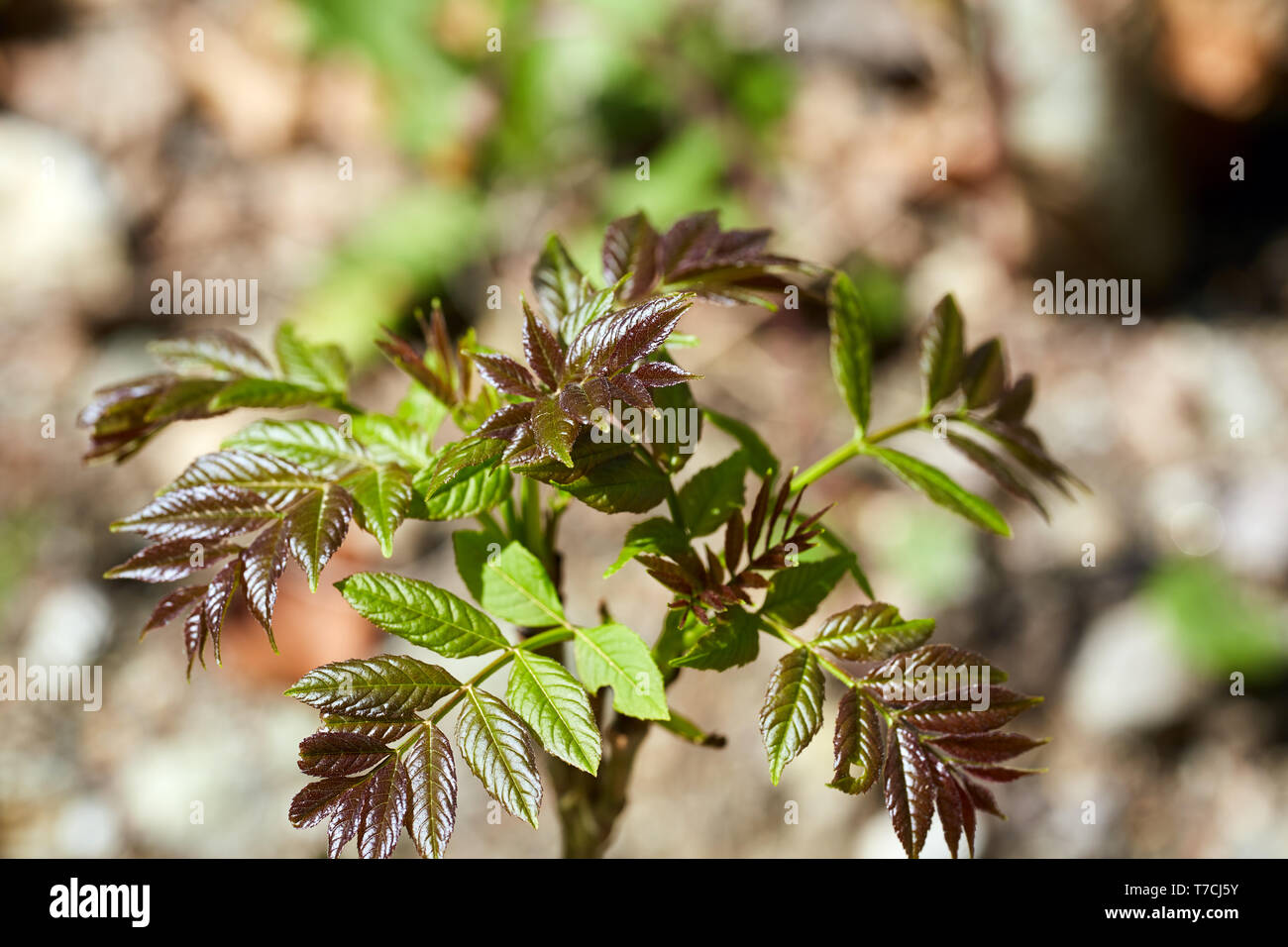 Closeup of a baby ash tree in the forest Stock Photo - Alamy
