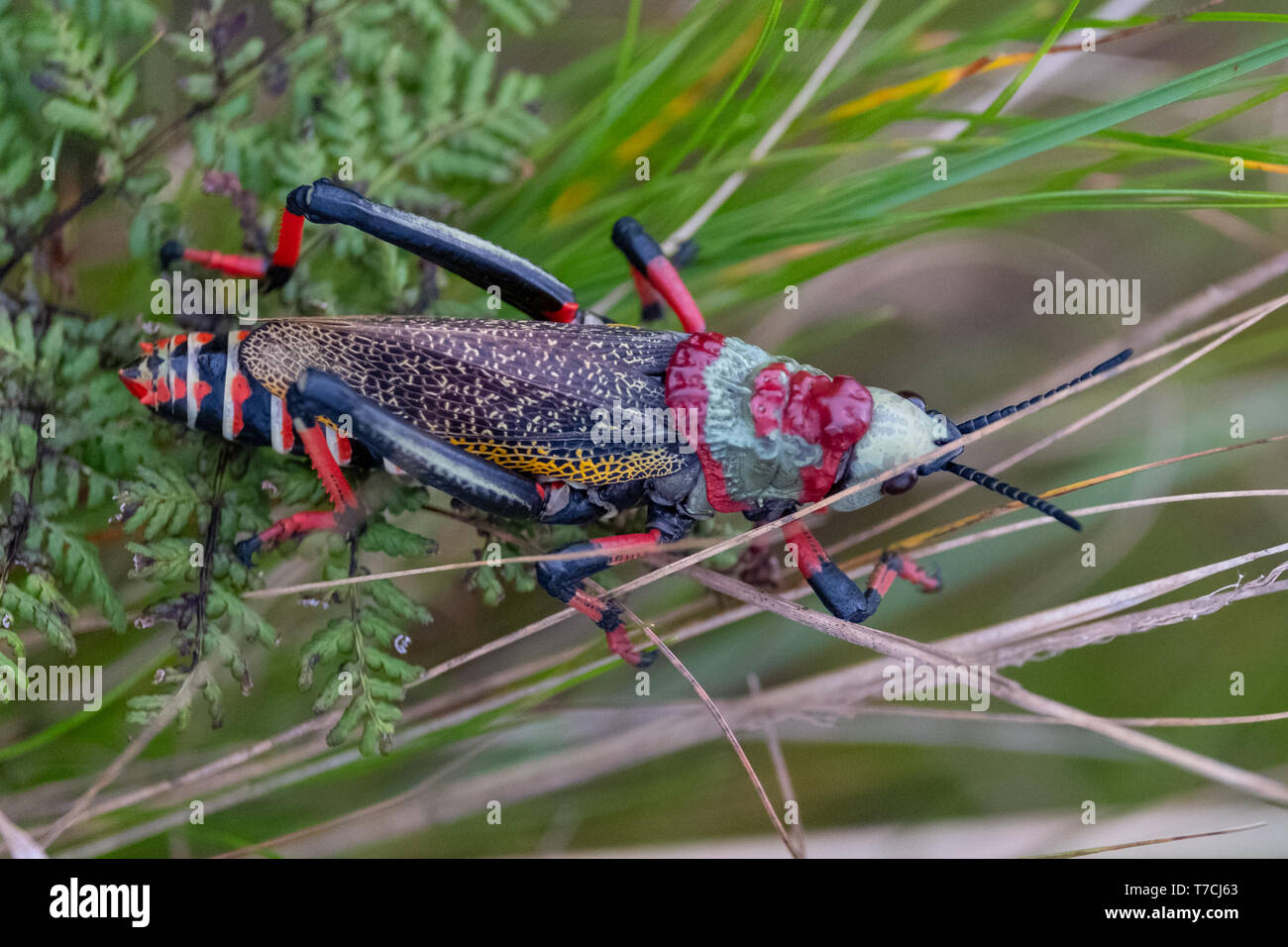 Koppie foam / gaudy grasshopper. Colourful grasshopper / locust ...