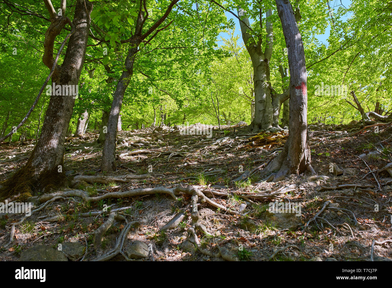 A hiking trail going through various deciduous forests on the mountain Stock Photo - Alamy