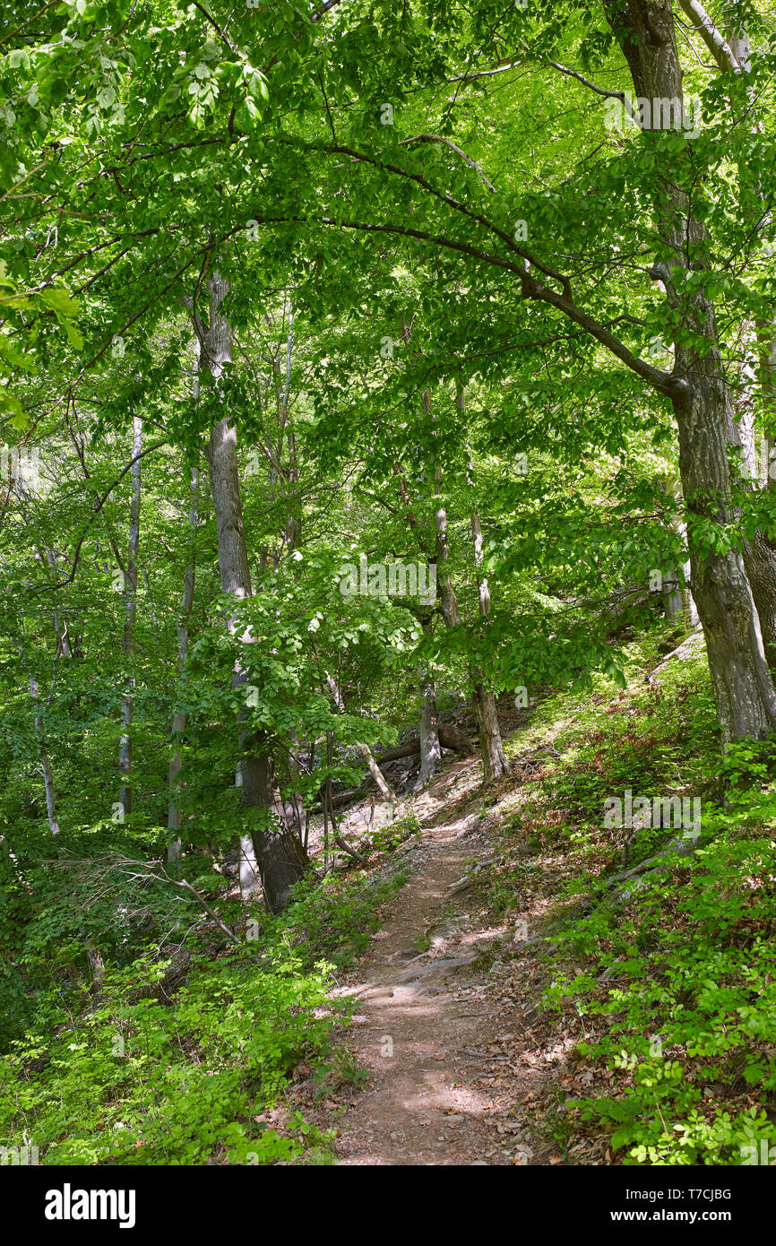 A hiking trail going through various deciduous forests on the mountain ...