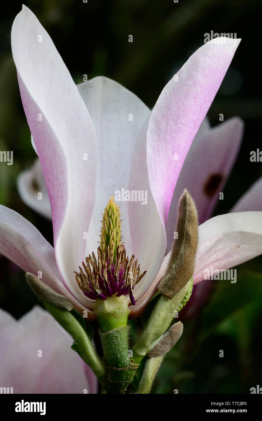 Magnolia carpels hi-res stock photography and images - Alamy
