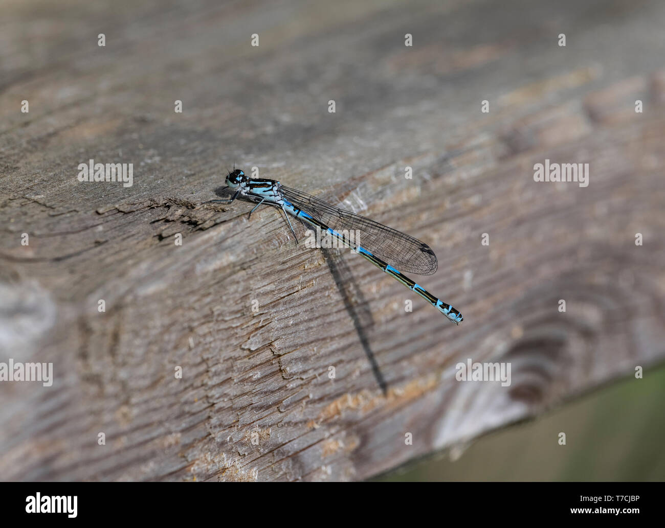 Female Variable Damselfly High Resolution Stock Photography and Images ...