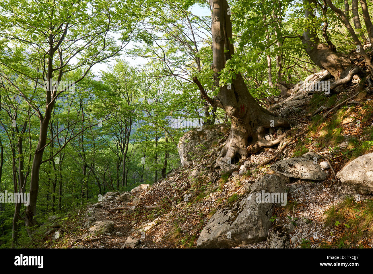 A hiking trail going through various deciduous forests on the mountain ...