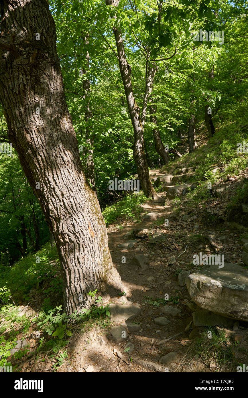 A hiking trail going through various deciduous forests on the mountain ...