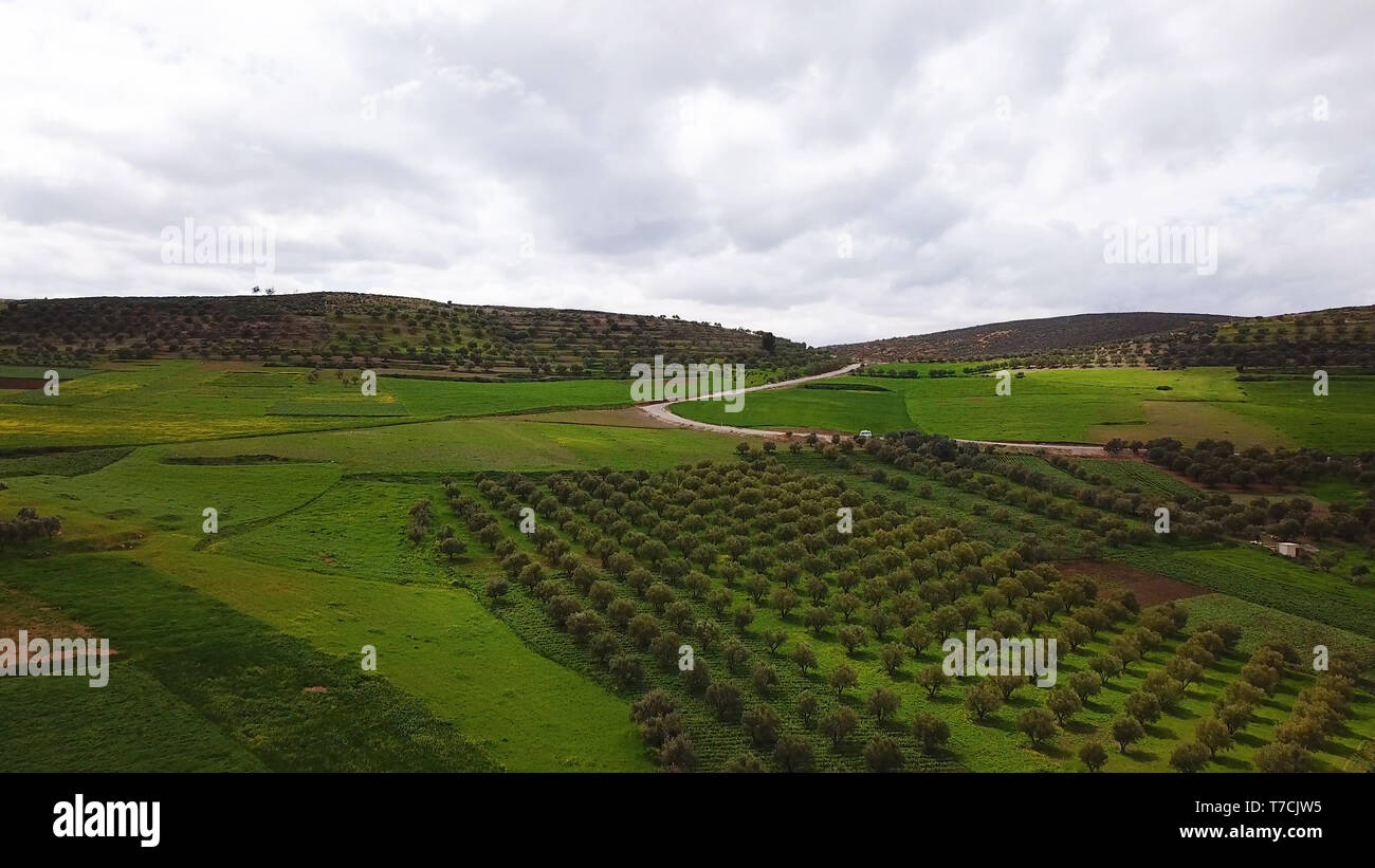 olive fields in Morocco in aerial view Stock Photo - Alamy