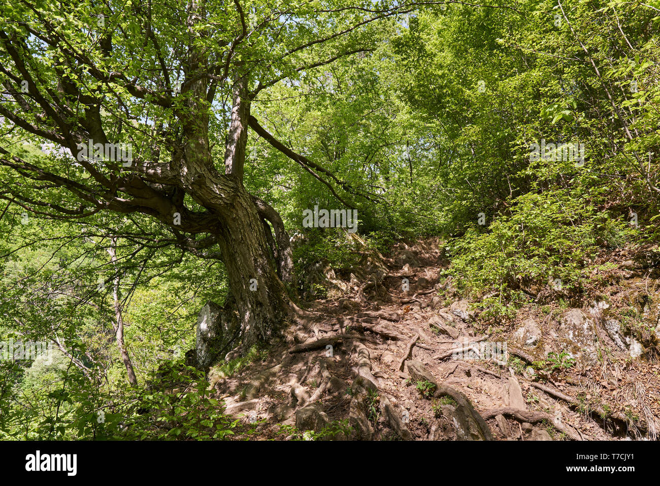 A hiking trail going through various deciduous forests on the mountain ...