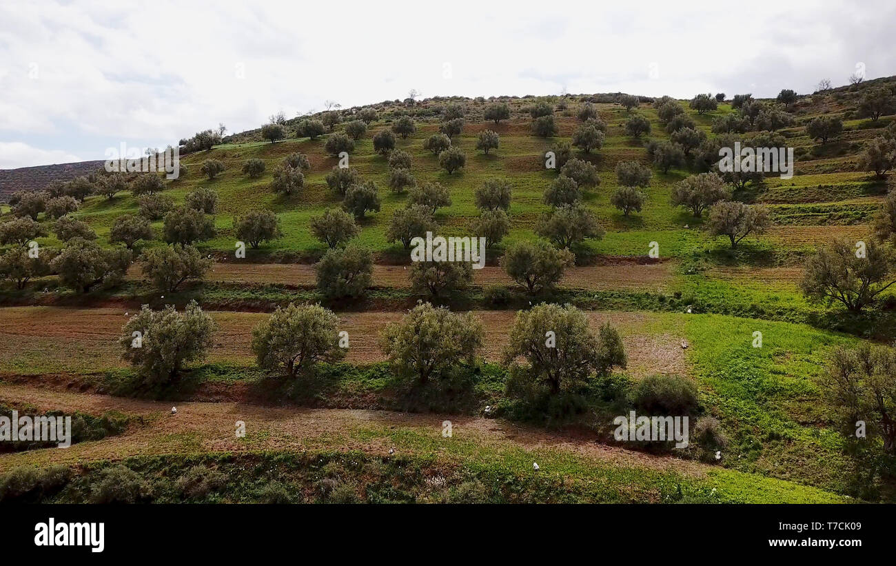 olive fields in Morocco in aerial view Stock Photo - Alamy