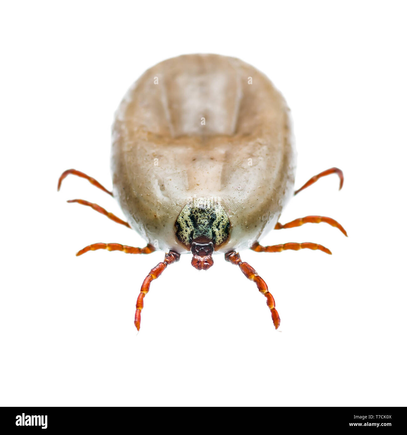 Infectious meningitis Cut Out Stock Images & Pictures - Alamy