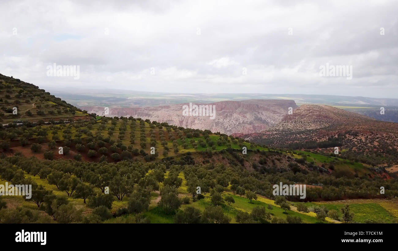 olive fields in Morocco in aerial view Stock Photo - Alamy