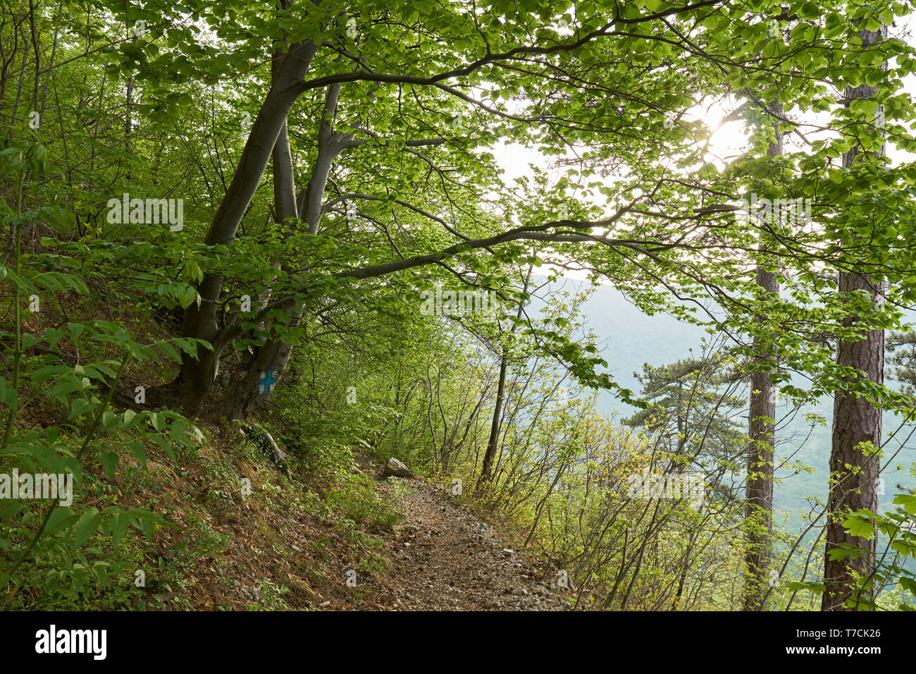 A hiking trail going through various deciduous forests on the mountain ...