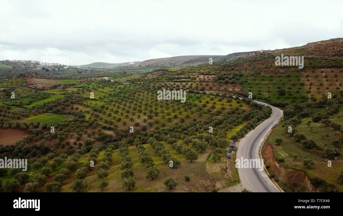 olive fields in Morocco in aerial view Stock Photo - Alamy