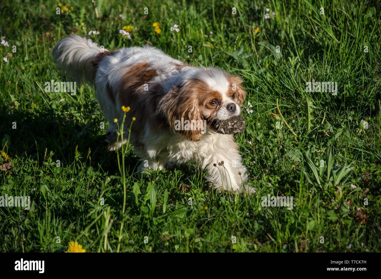 What Are Dog Ancestors