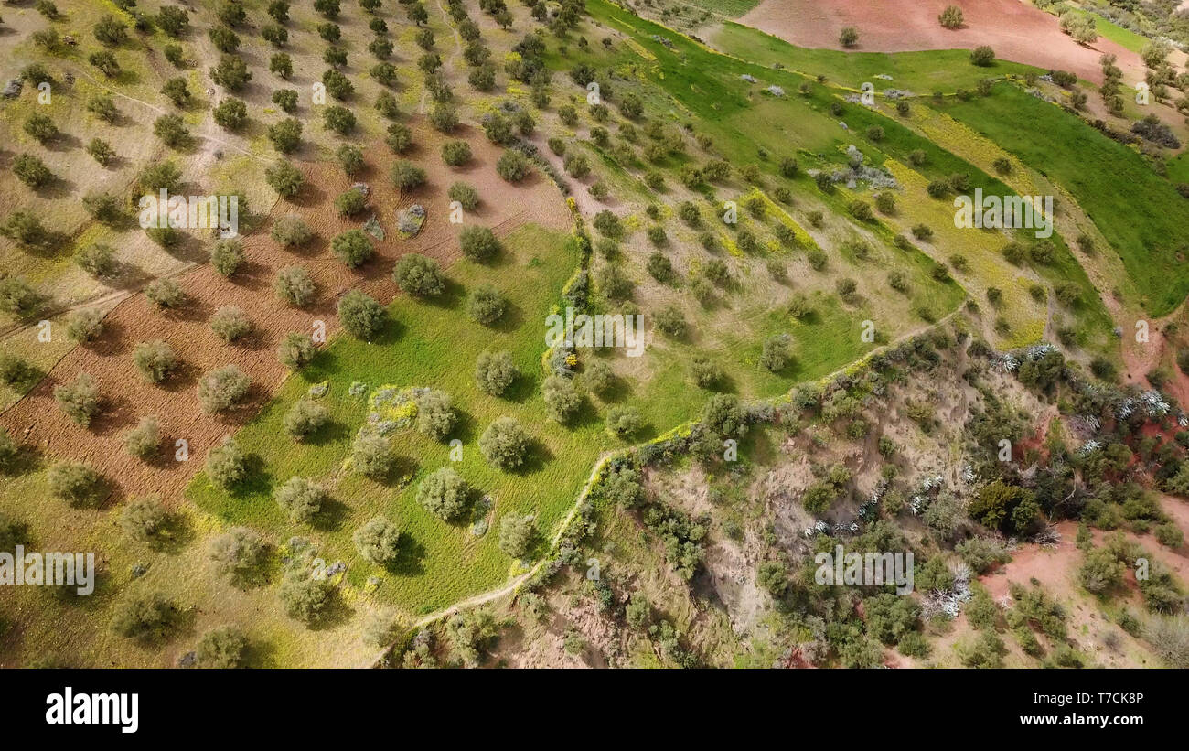 olive fields in Morocco in aerial view Stock Photo - Alamy