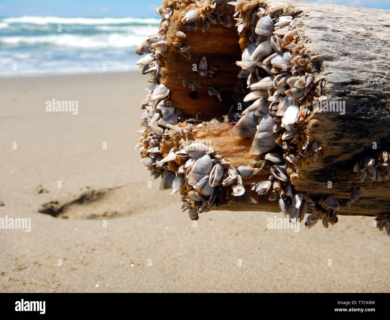 Lepas anserifera hi-res stock photography and images - Alamy