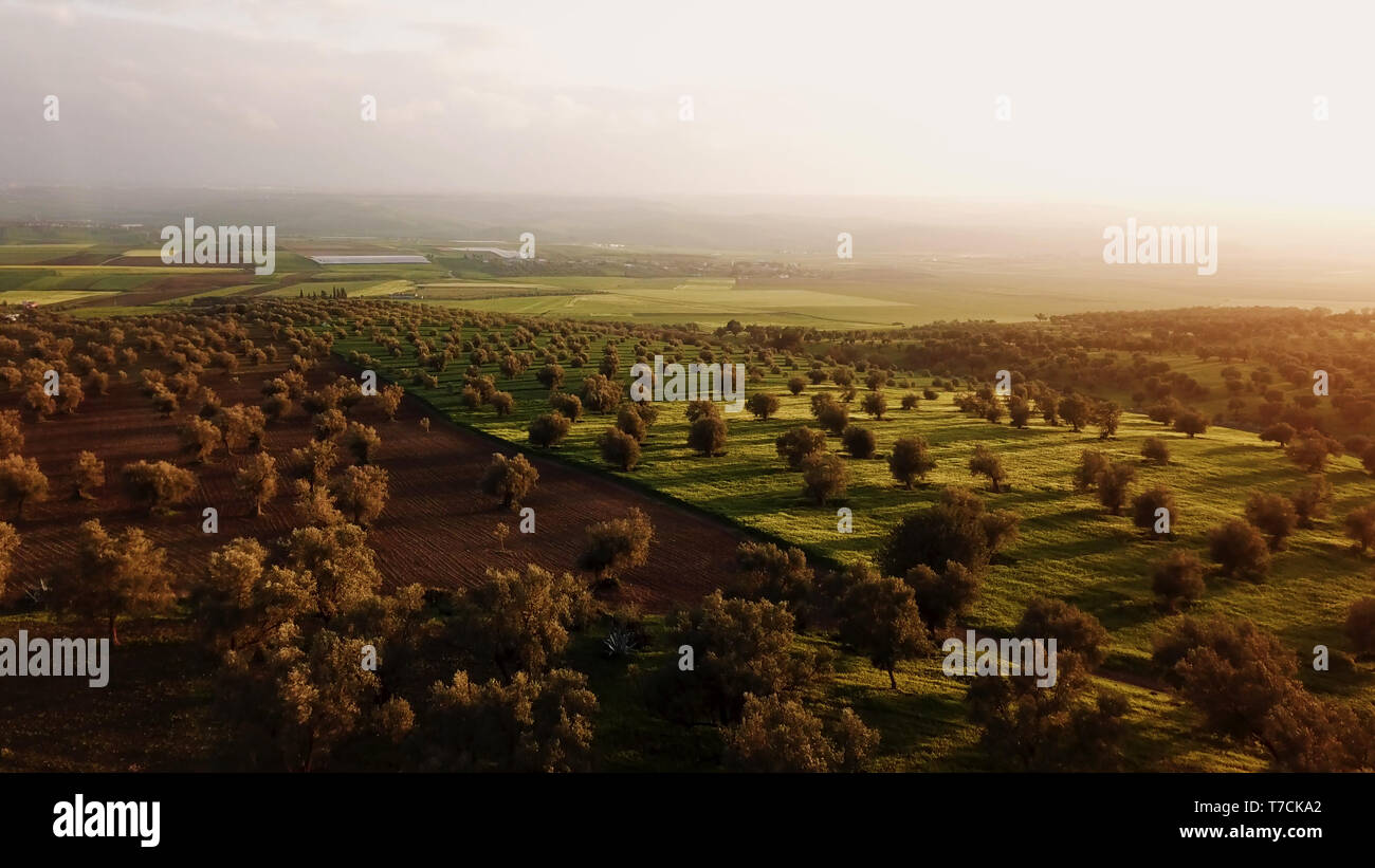 olive fields in Morocco in aerial view Stock Photo - Alamy
