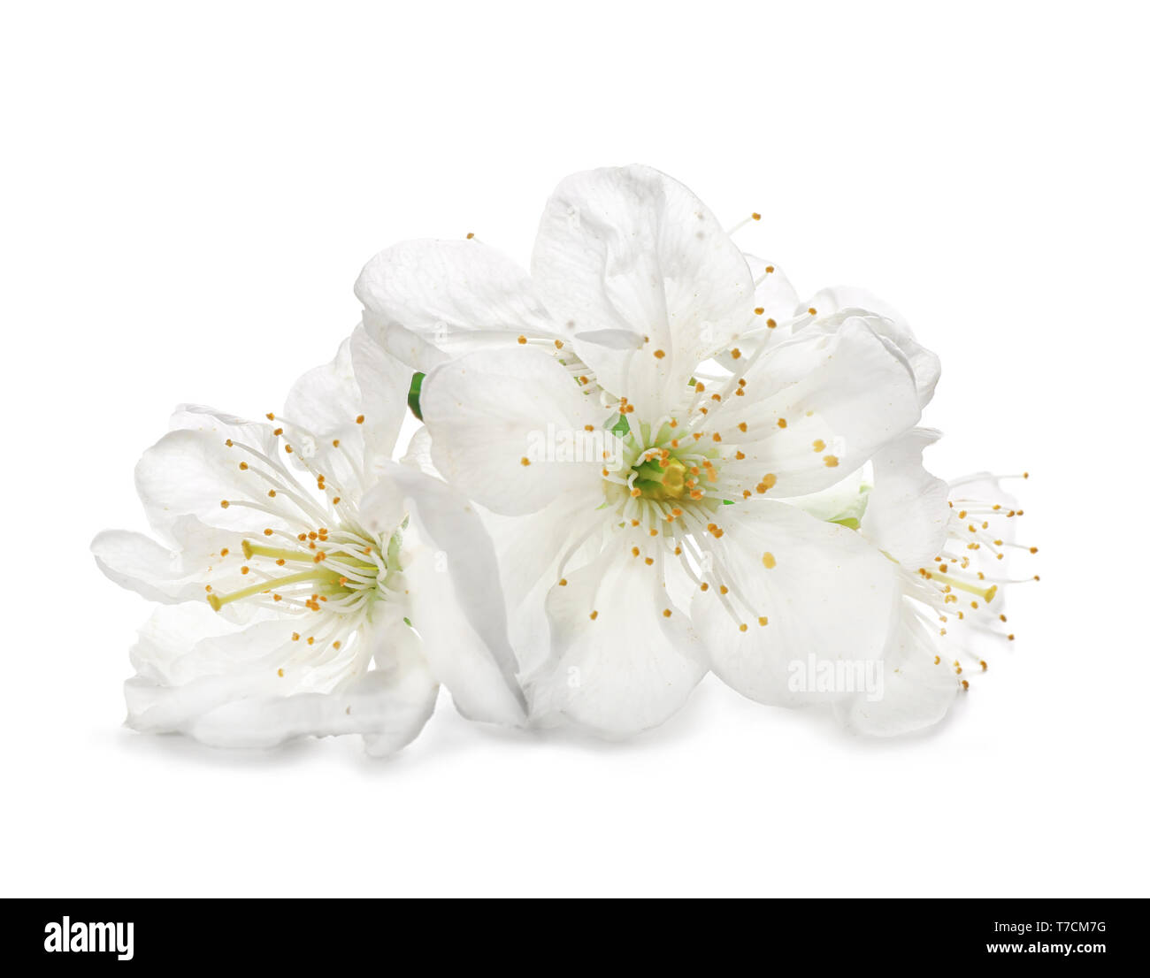 Flowers of blooming tree on white background Stock Photo - Alamy