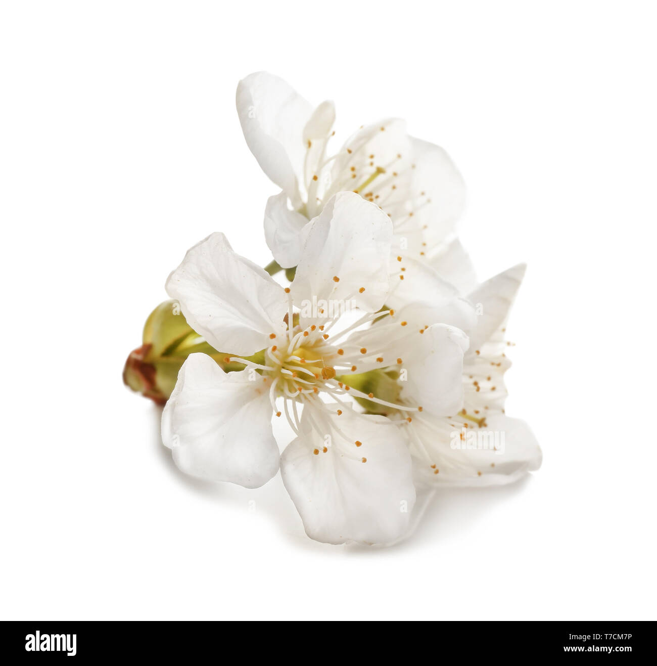 Flowers of blooming tree on white background Stock Photo - Alamy