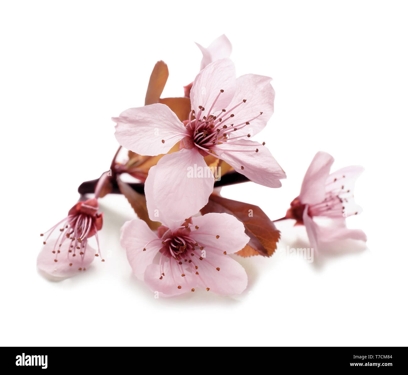 Flowers of blooming tree on white background Stock Photo - Alamy