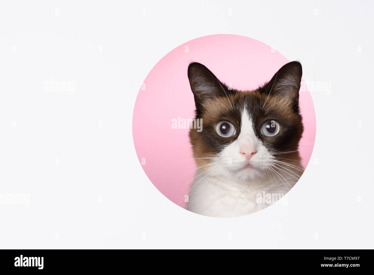 Grumpy Cat In Space Wallpaper