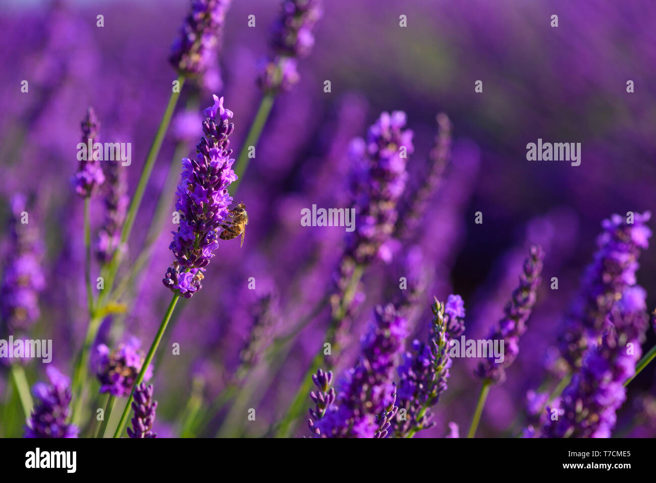 Pollinating pollination hi-res stock photography and images - Alamy