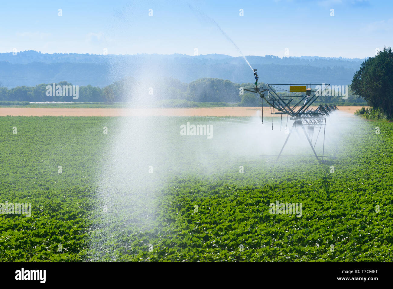 Irrigation system watering sunflower field by a agricultural center ...