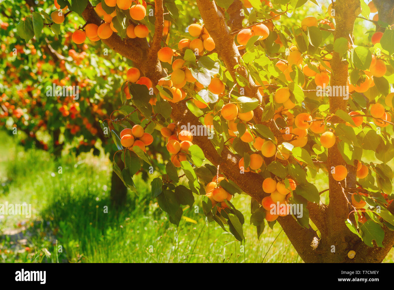 Apricot trees with ripe apricots on a farm Stock Photo - Alamy