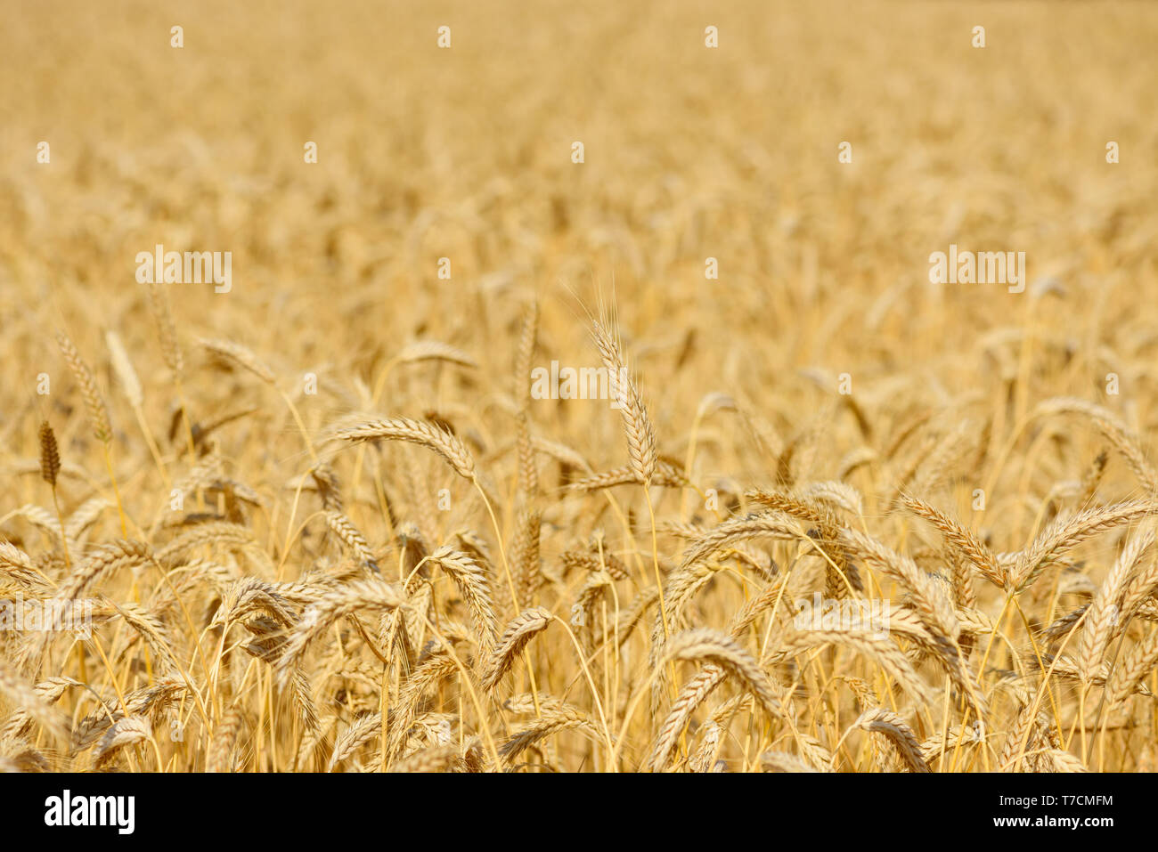 Wheat field golden ripe harvest ready Stock Photo - Alamy