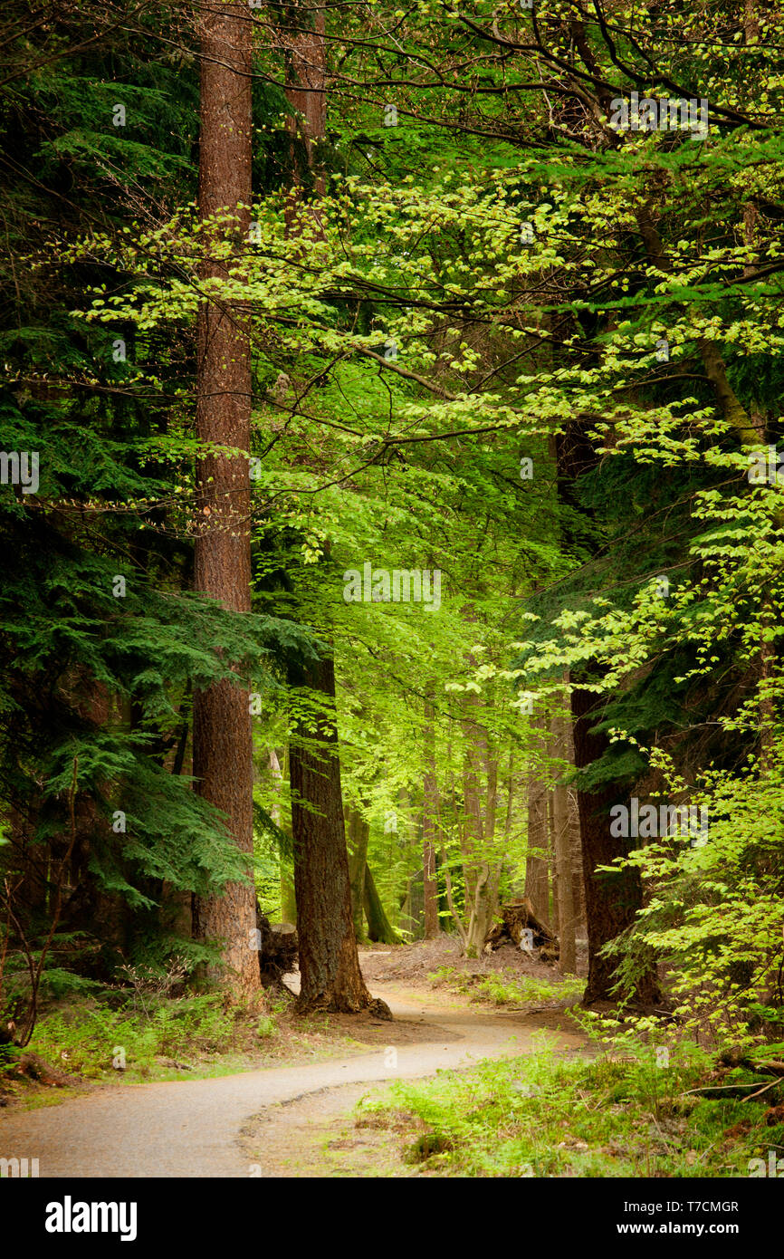 Forest roaming hi-res stock photography and images - Alamy