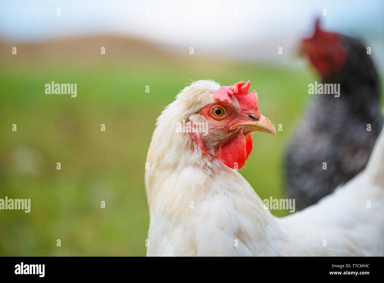 Egg-laying grass fed hen chicken on the meadow closeup portrait looking ...