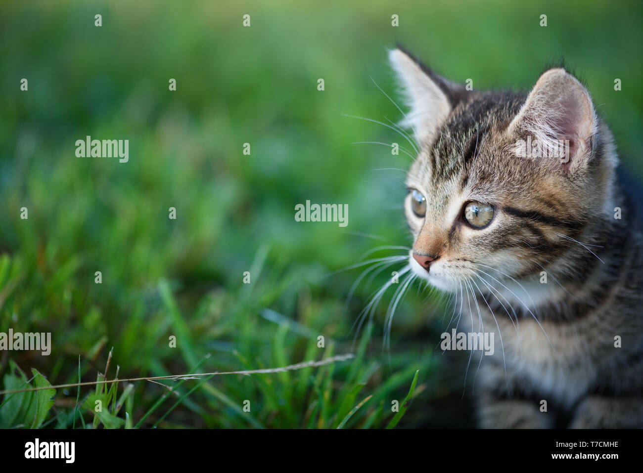Cat small face hi-res stock photography and images - Alamy