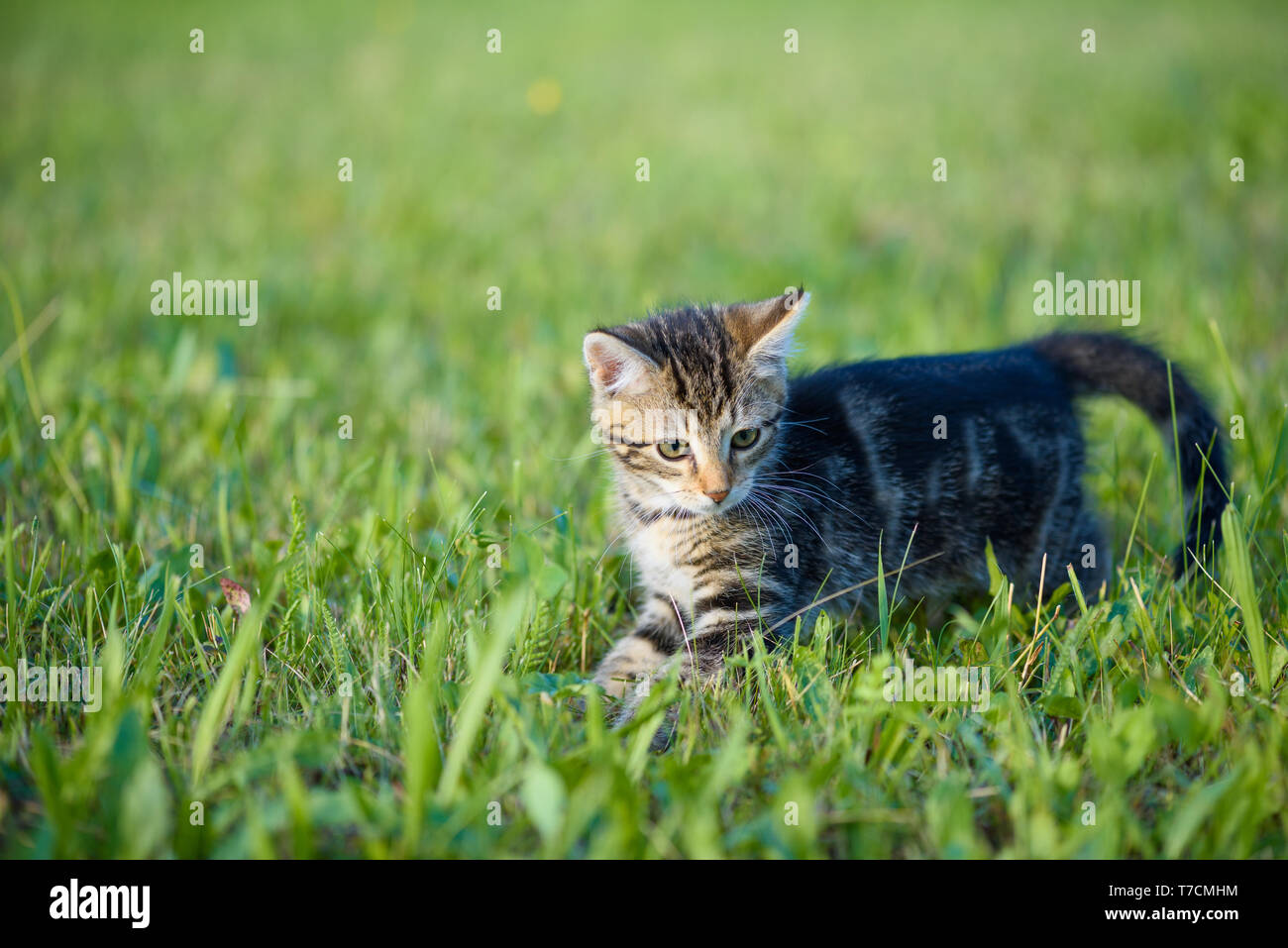 Cat hunting pose hi-res stock photography and images - Alamy