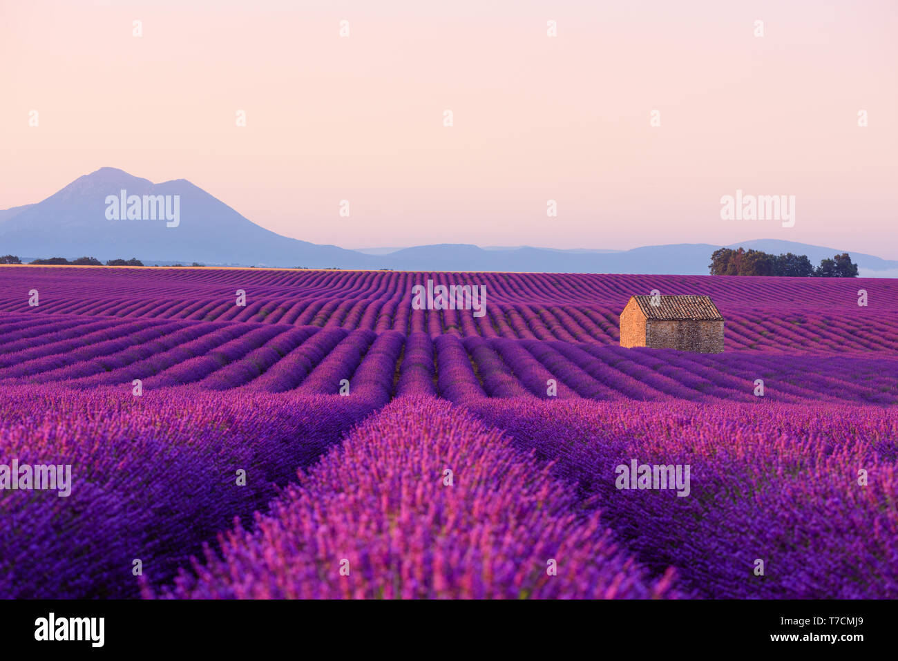 Lavender farm field rural france hi-res stock photography and images ...