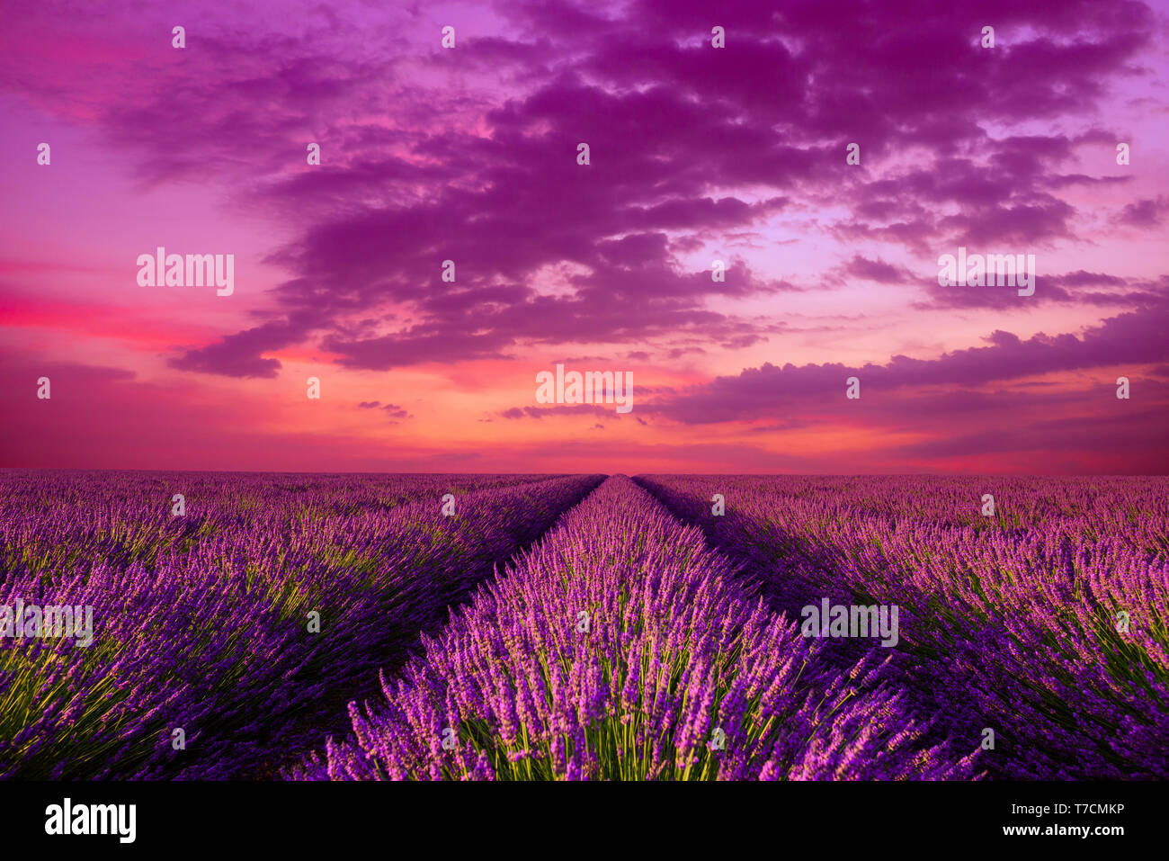 Lavender field sunset provence france hi-res stock photography and ...