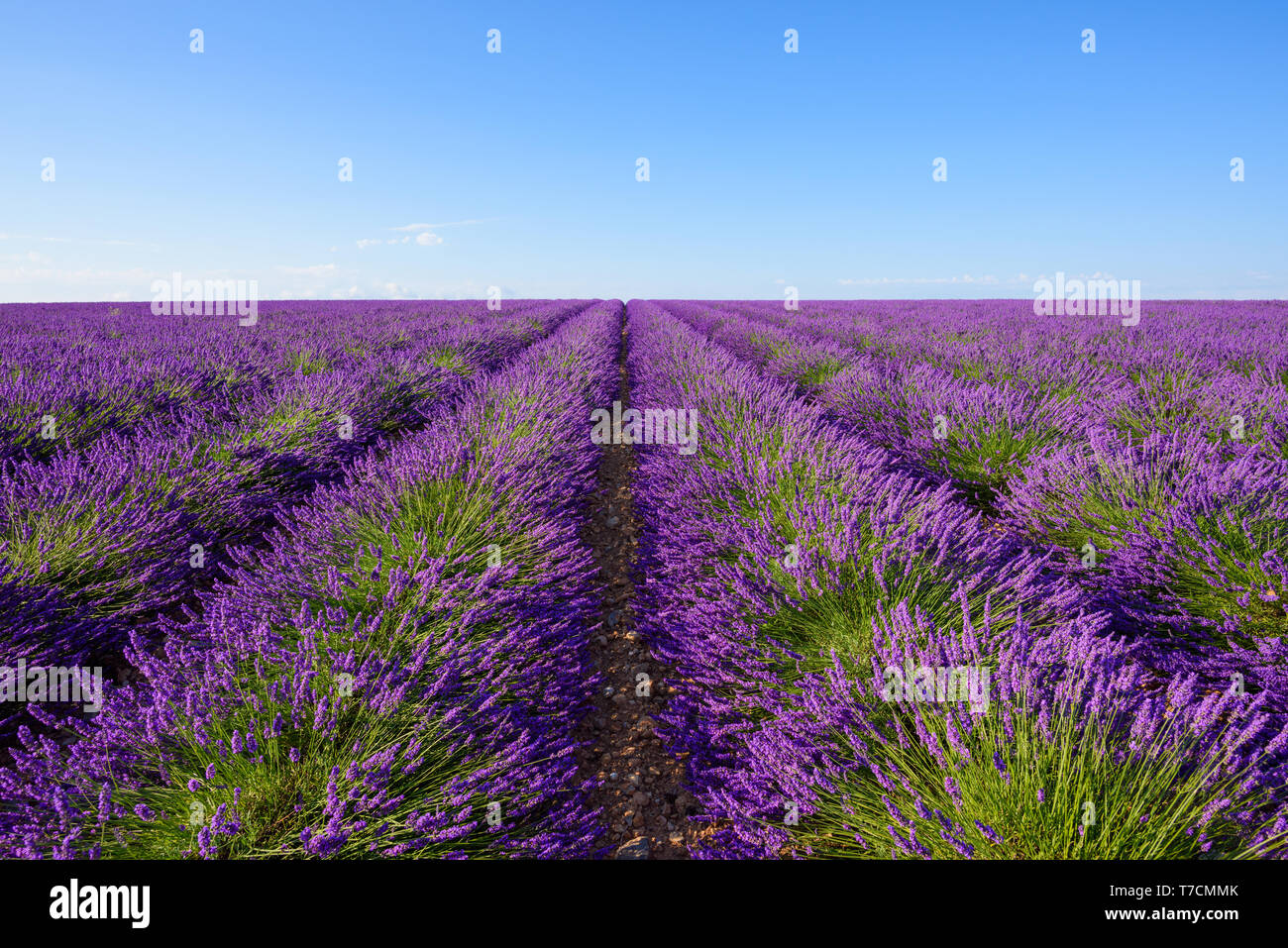 Endless rows lavender bushes hi-res stock photography and images - Alamy