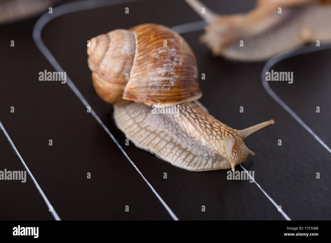 Snail on a race track competition motivation concept Stock Photo - Alamy